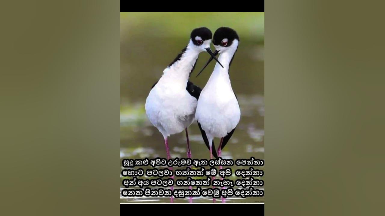 හොට පටලවා ගන්නේ නැහැ අපි දෙන්නා නිසදැස් කවි Youtube