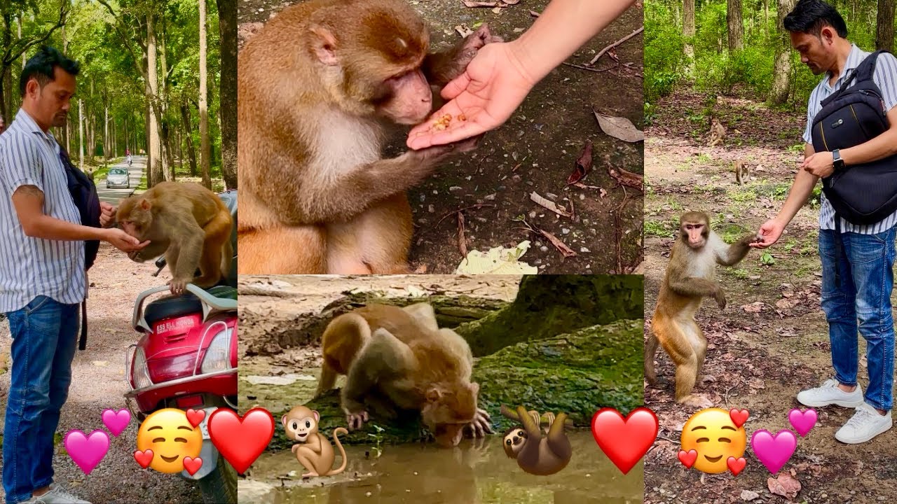 These monkeys are very cute n very friendly these poor monkeys are also ...