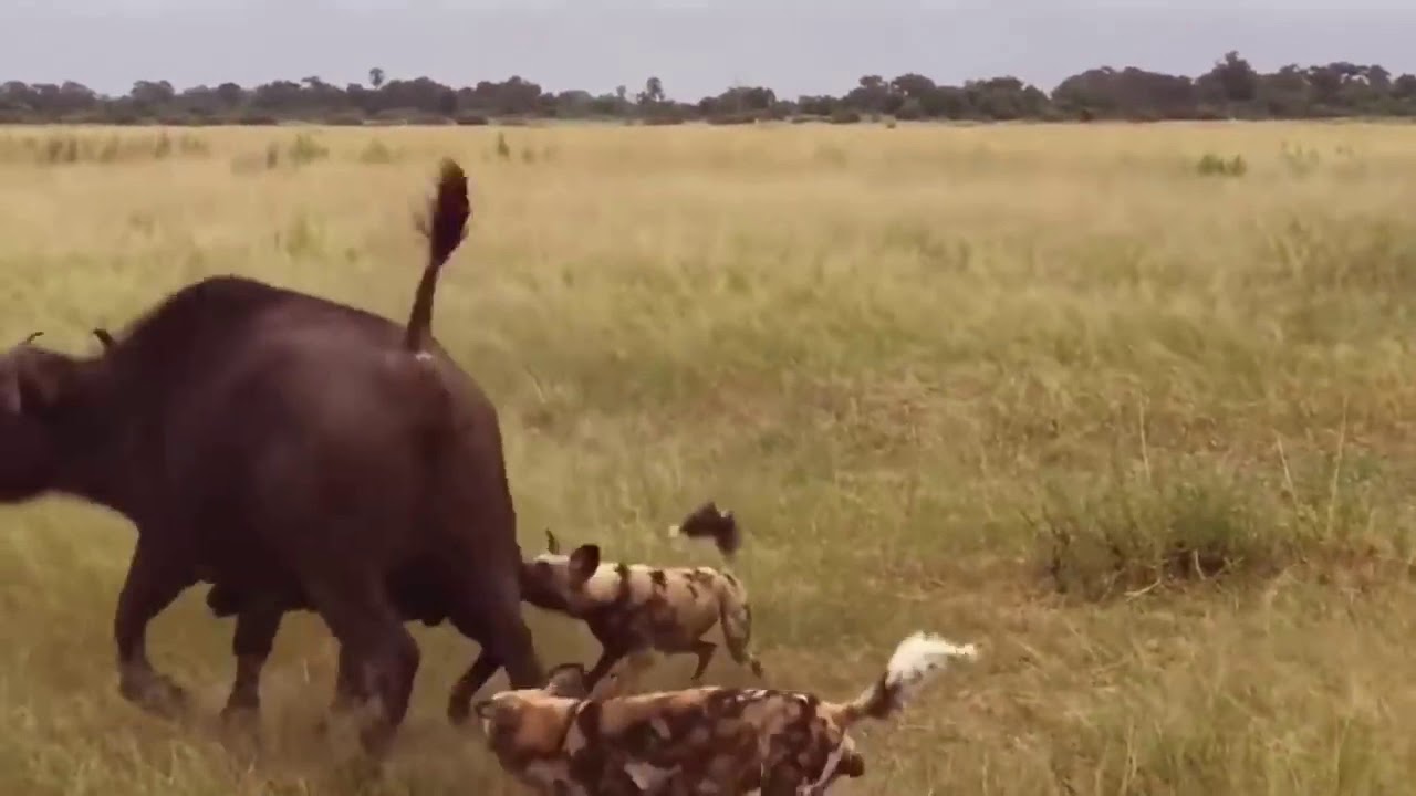 BEST WILD DOGS ATTACKS - YouTube