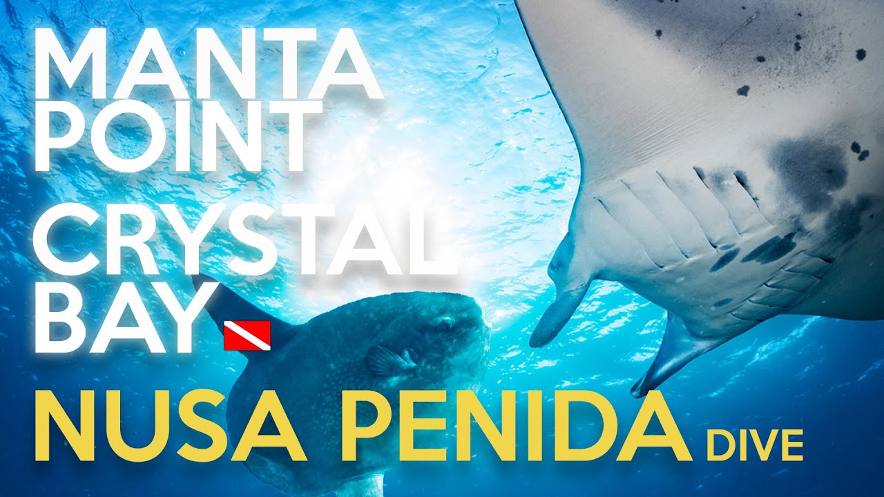 VLOG | Nusa Penida Dive (Part 2) - Manta Point & Crystal Bay! - YouTube