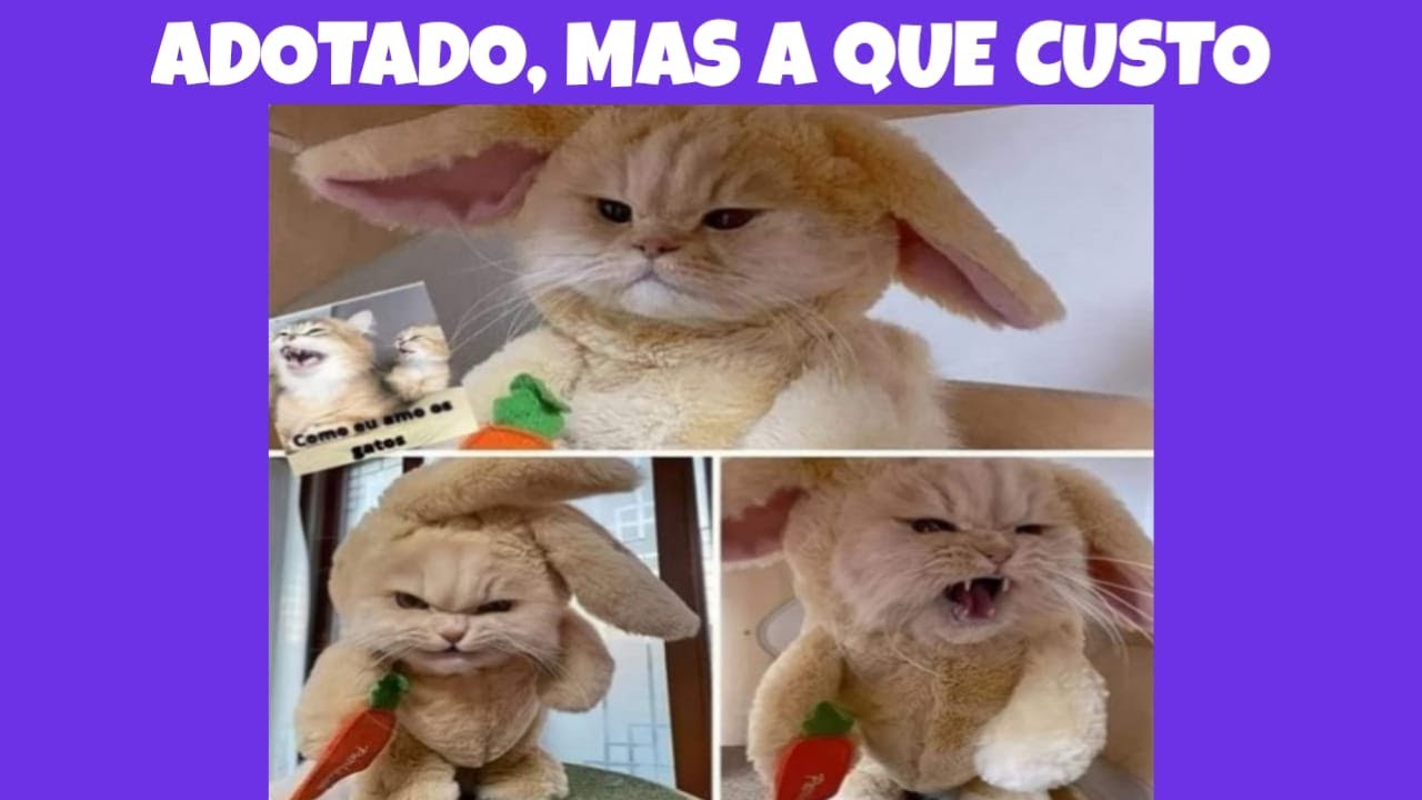 MELHORES MEMES EM IMAGENS - ADOTADO MAS A QUE CUSTO - YouTube