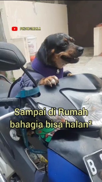 ANJING PINTAR NAIK MOTOR TANPA DIIKAT #shorts - YouTube