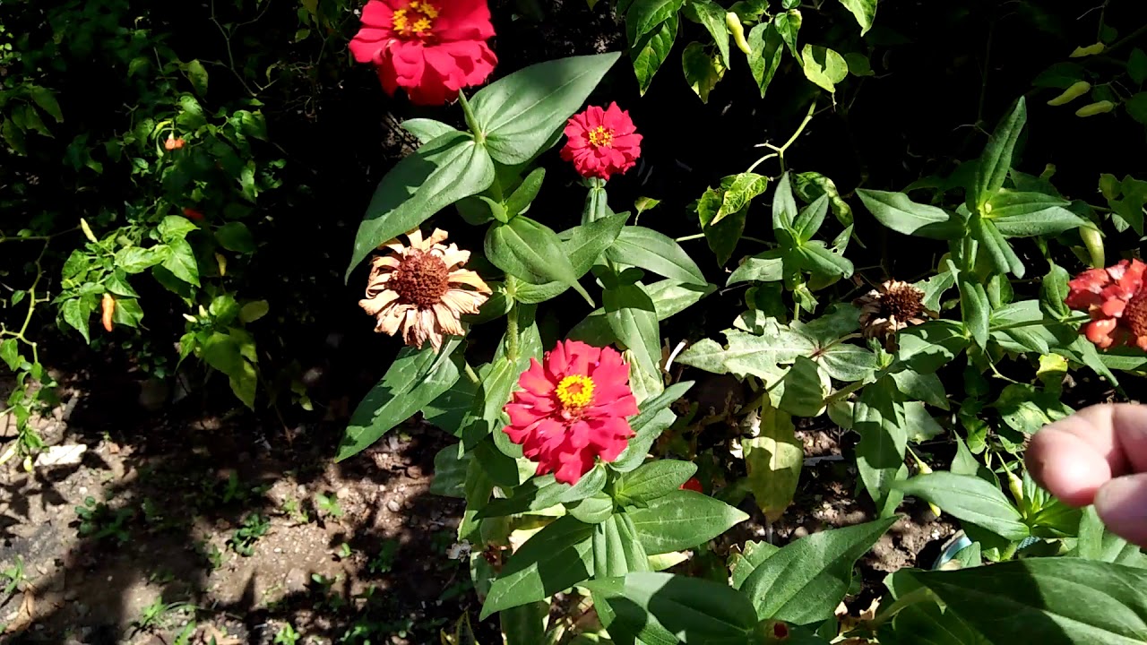 Panen bunga kertas Zinia | Harvesting Zinnia seeds - YouTube