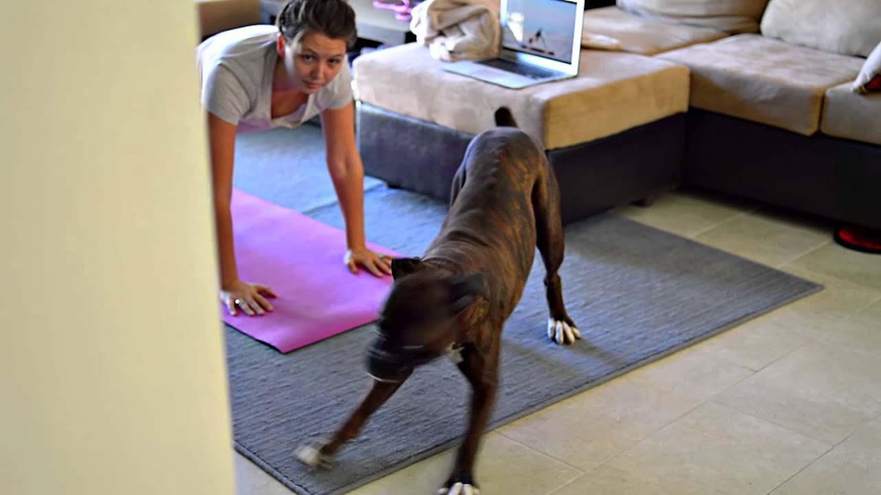 Obi the boxer dog interrupting yoga repeatedly - YouTube