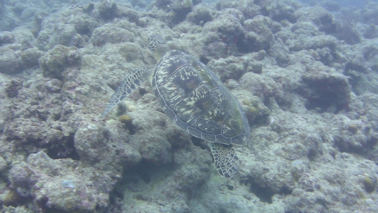 japan - ishigaki relaxed turtle - YouTube