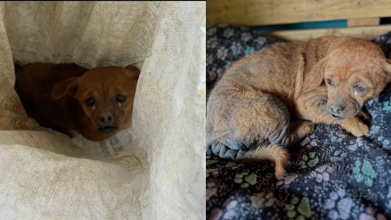 a scared little dog alone in the woos has a new family and a new friend ...