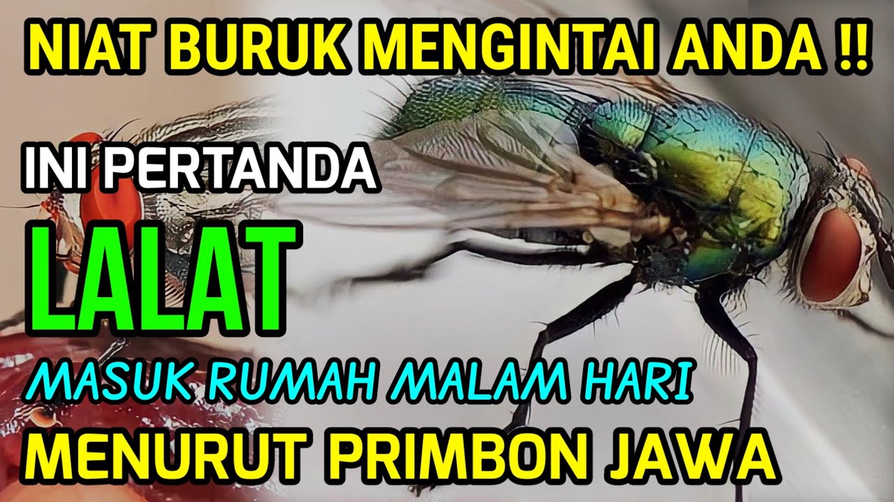 AWAS NIAT BURUK MENGINTAI ANDA !! PERTANDA LALAT MASUK RUMAH MALAM HARI ...