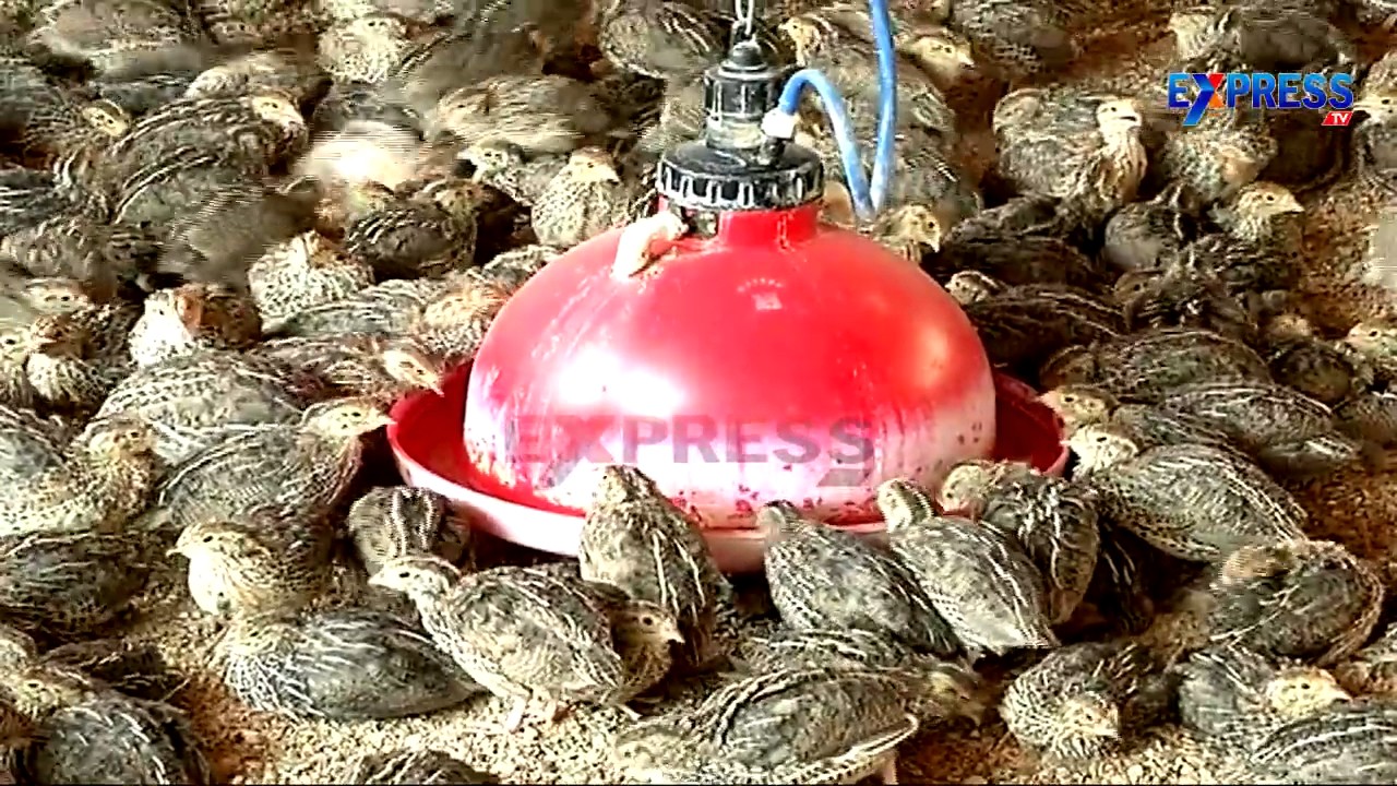 Commercial farming of Quail Birds by software professional Express TV ...