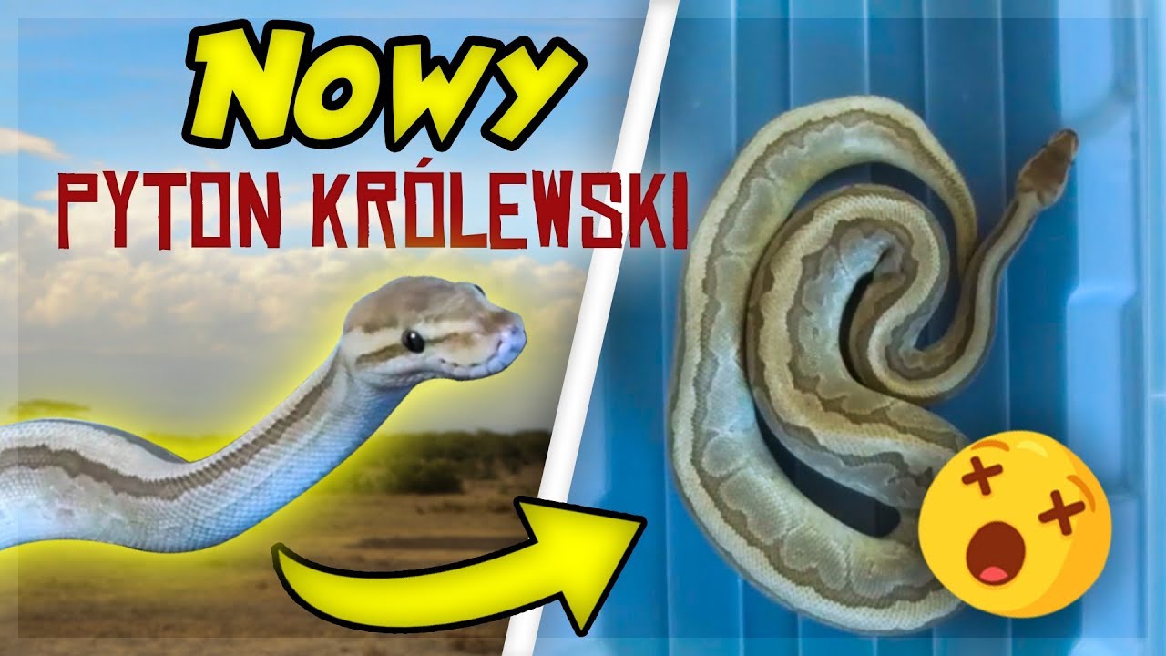Unboxing - pyton królewski nowy (python regius) [4K] #2 - YouTube
