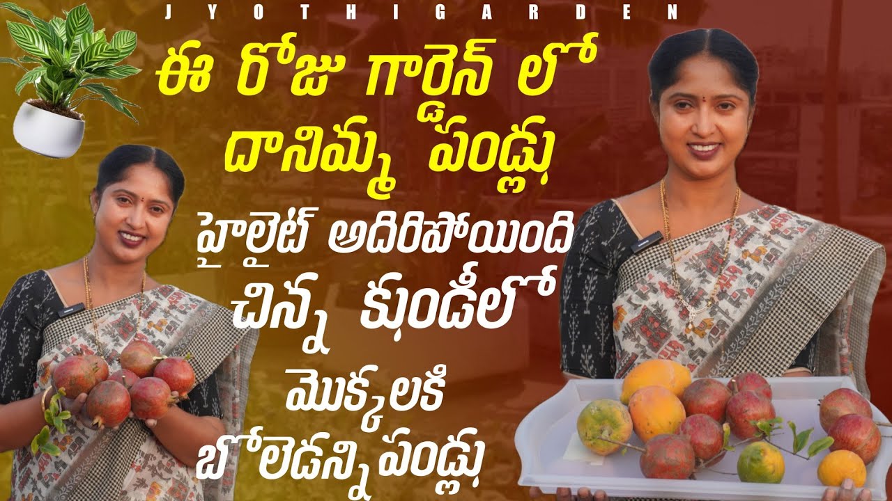 Fruits Harvest in My Garden| Bunches of Pomegranate Fruits| Papaya ...