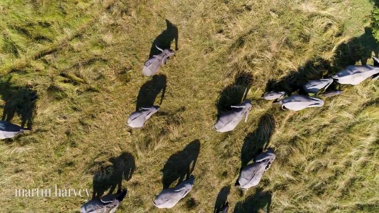 4 K Wild Botswana Best Drone Video of African Wildlife - YouTube