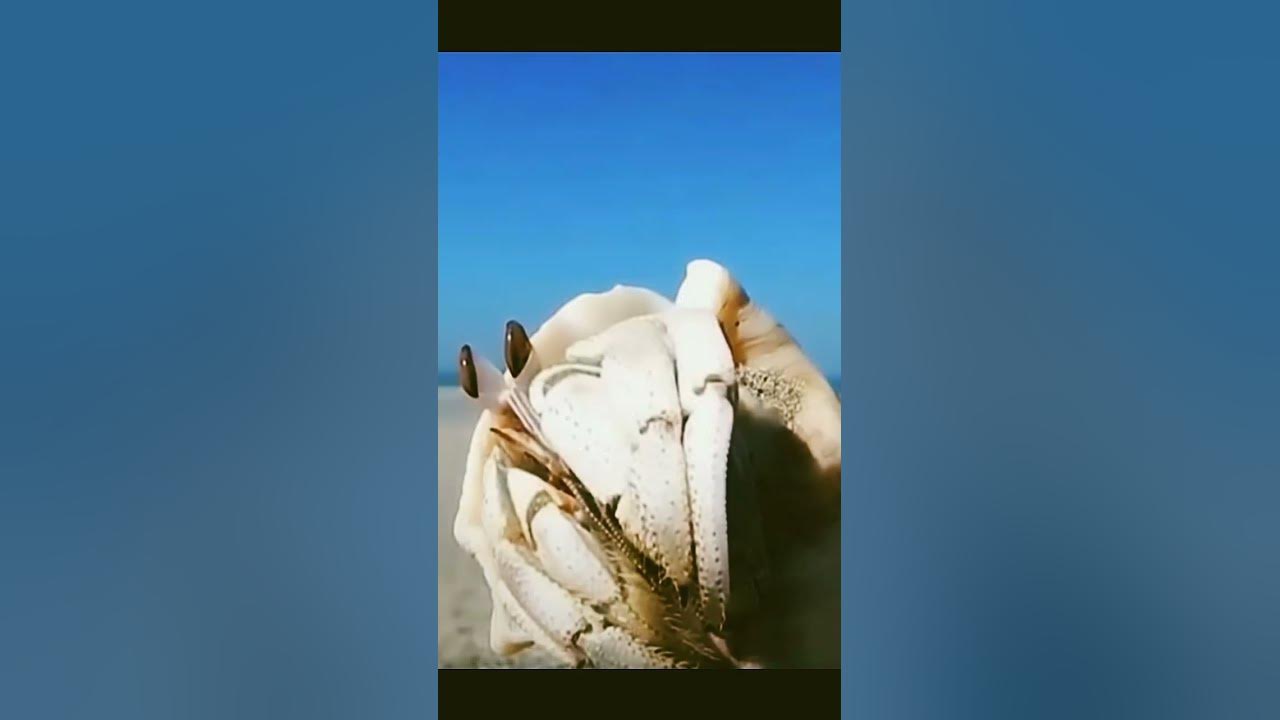 shorts Unknown Sea Animal Islamic Status Subscribe My Channel For shorts-unknown-sea-animal-islamic-status-subscribe-my-channel-for