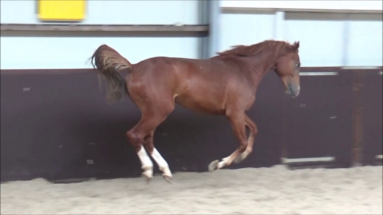 (Sold Finland) Stallion by Fibonacci (by Carambole) x Gentleman - YouTube