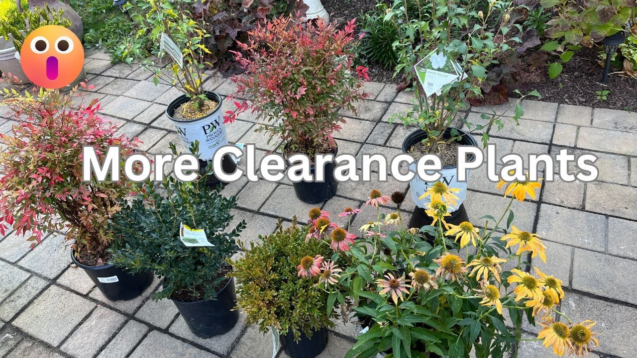 Fall Clearance Plant Haul For The Garden - YouTube