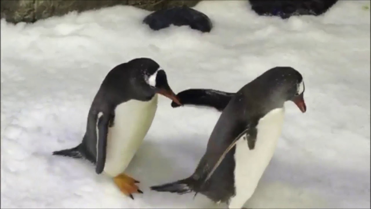 Same Sex Penguin Couple Becomes First in Australia to Foster an Egg ...