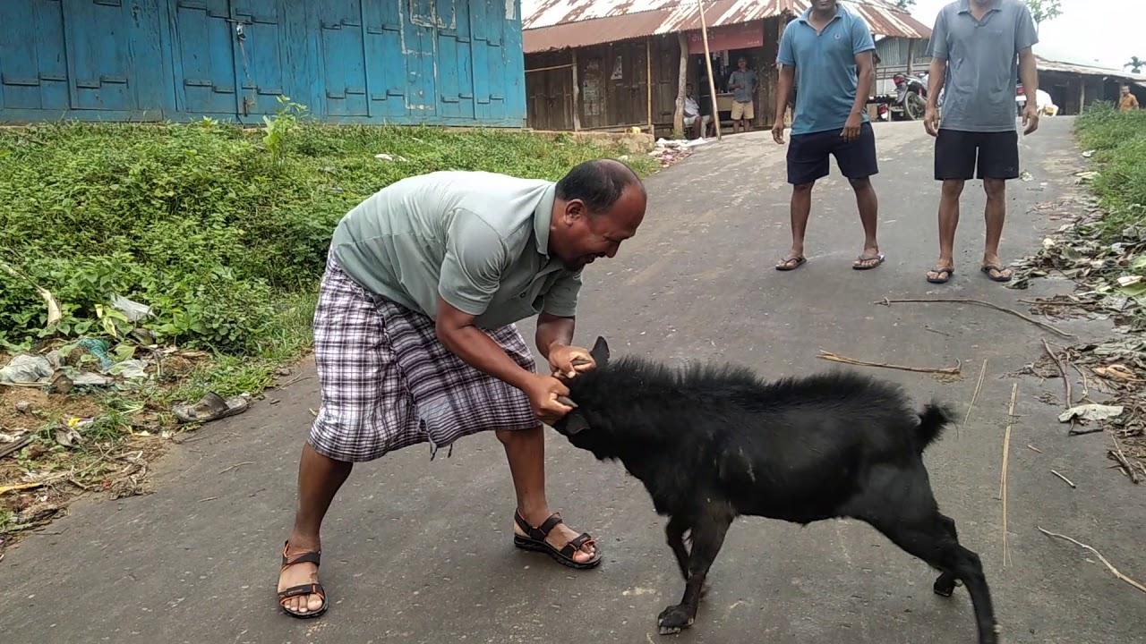 Animals vs man - YouTube