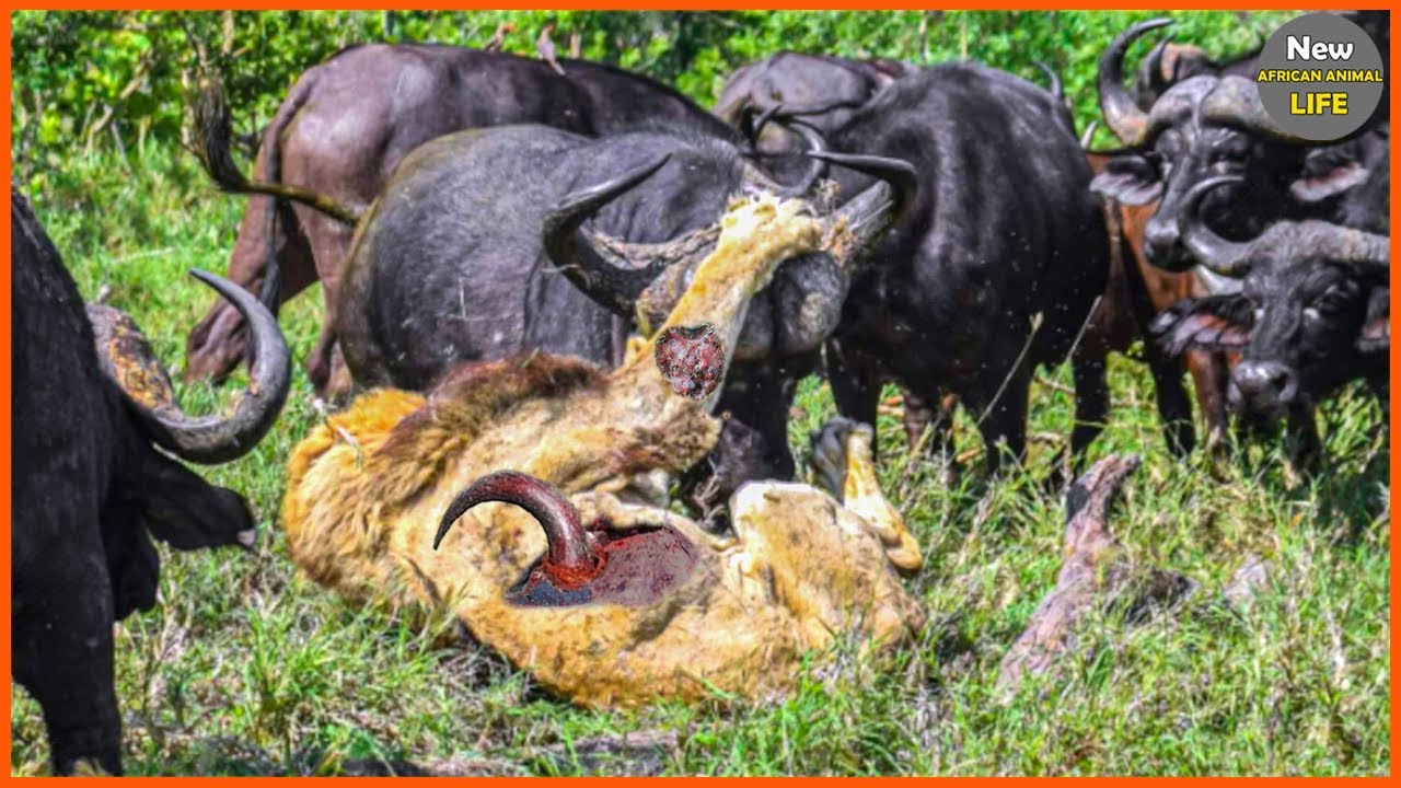 28 Tragic Moments! Buffalo Uses Dirty And Broken Horn To Defeat Lion ...