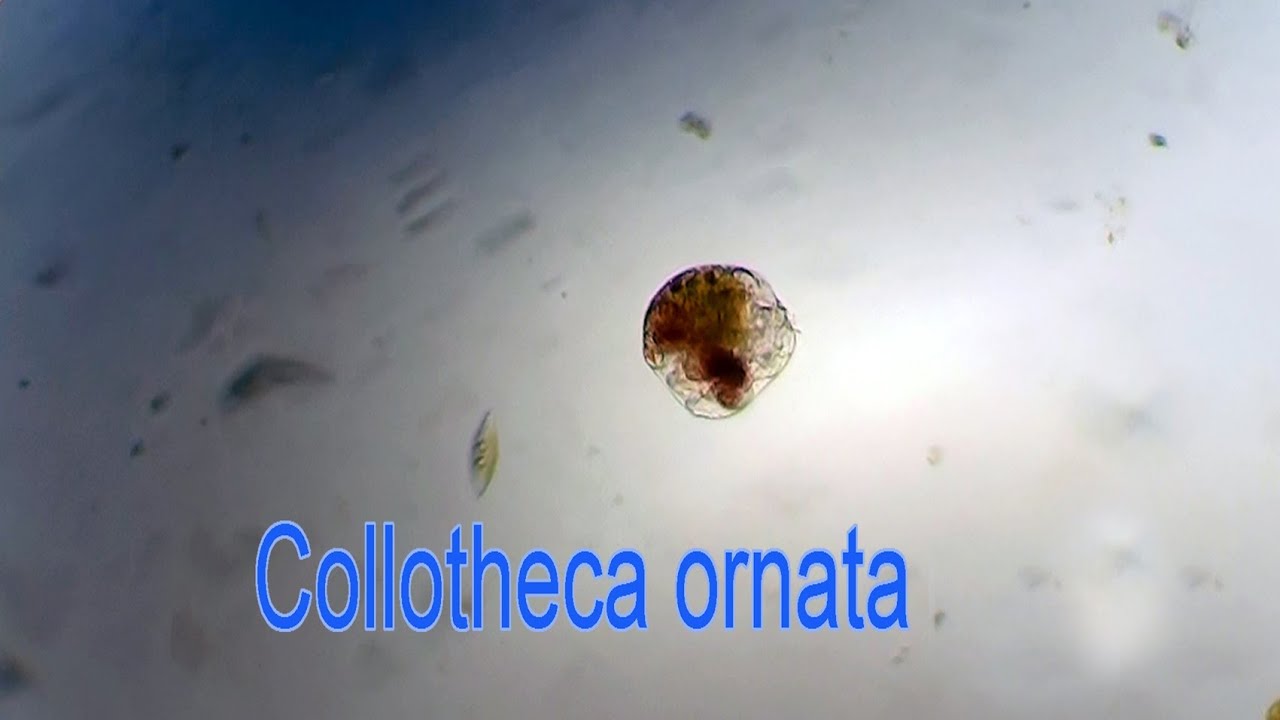 Collotheca ornata contracted shape - YouTube