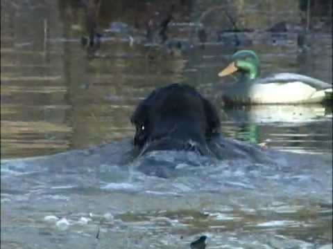 Smashing Hardcore 8 Limits of Mallards - YouTube