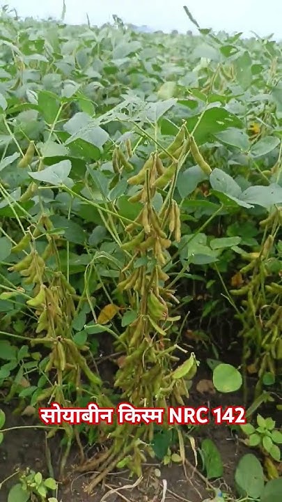 सोयाबीन किस्म NRC 142 🌱 #soybean #soybeankikheti #agriculture #nimachmandibhav - YouTube