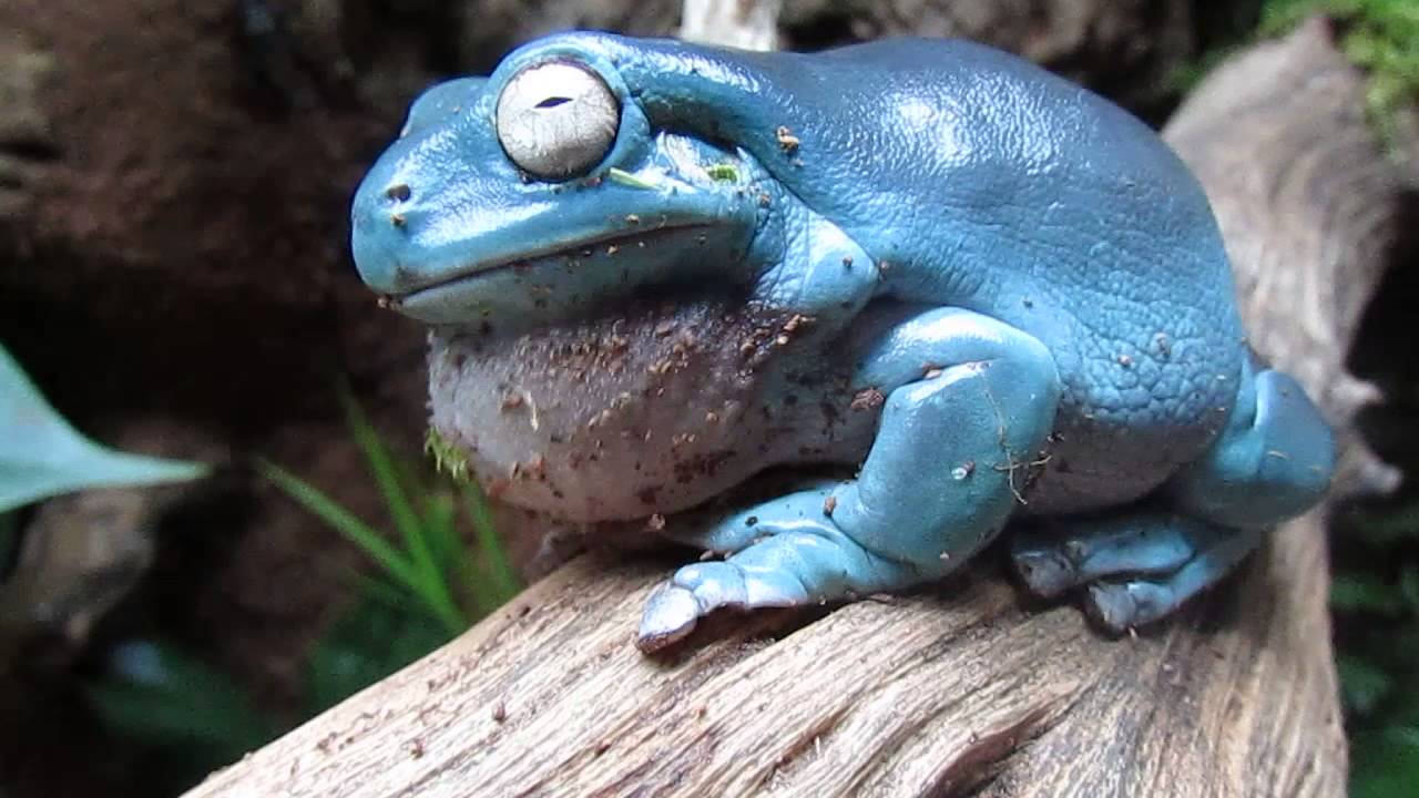 Hello Treefrog - YouTube