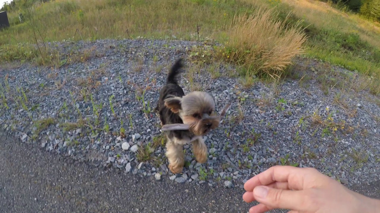 Yorkie VS the alien people vlog - YouTube