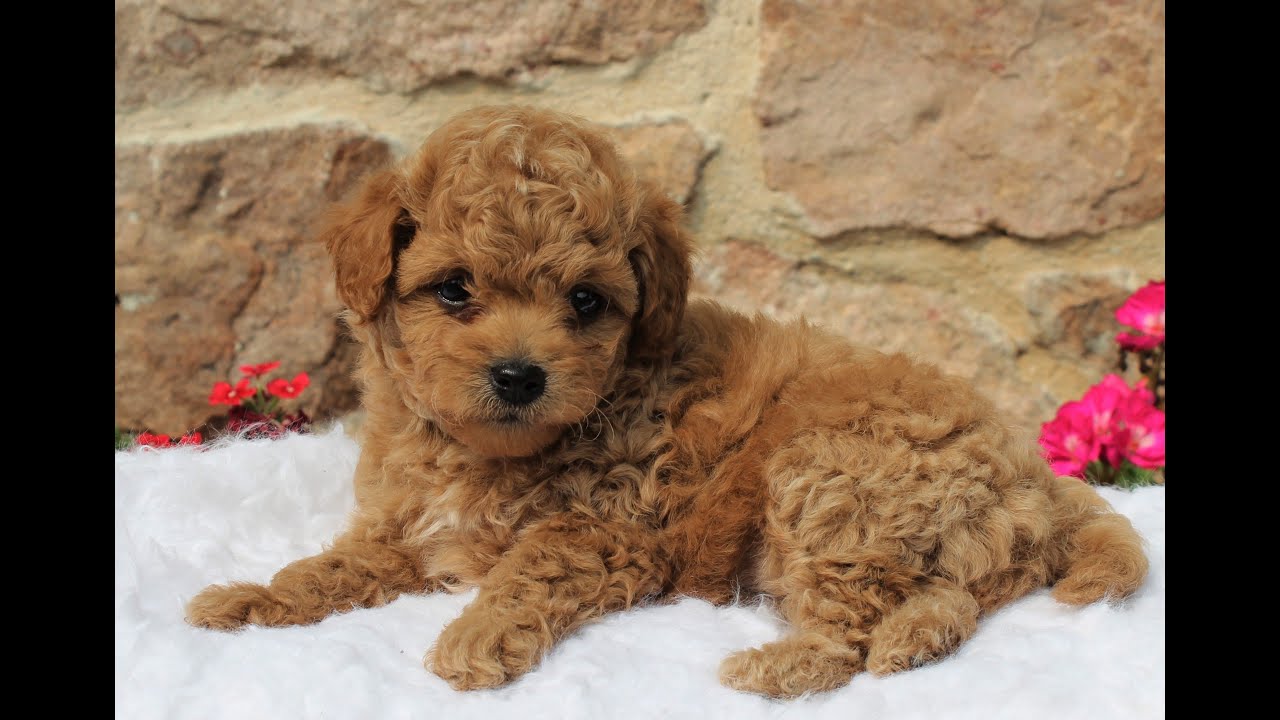 Pomapoo Puppies for Sale - YouTube