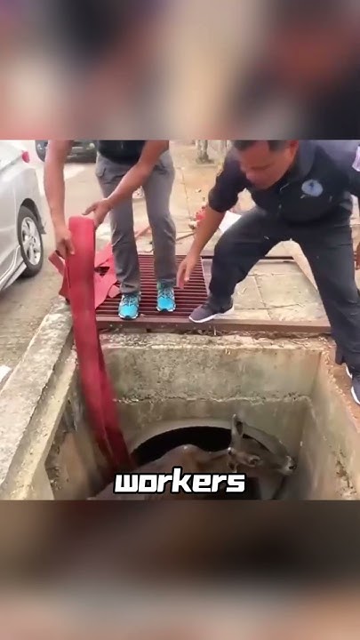 😢A cow was trapped in the sewer for 10 days.#sadstory #animalrescue #rescueanimals # ...