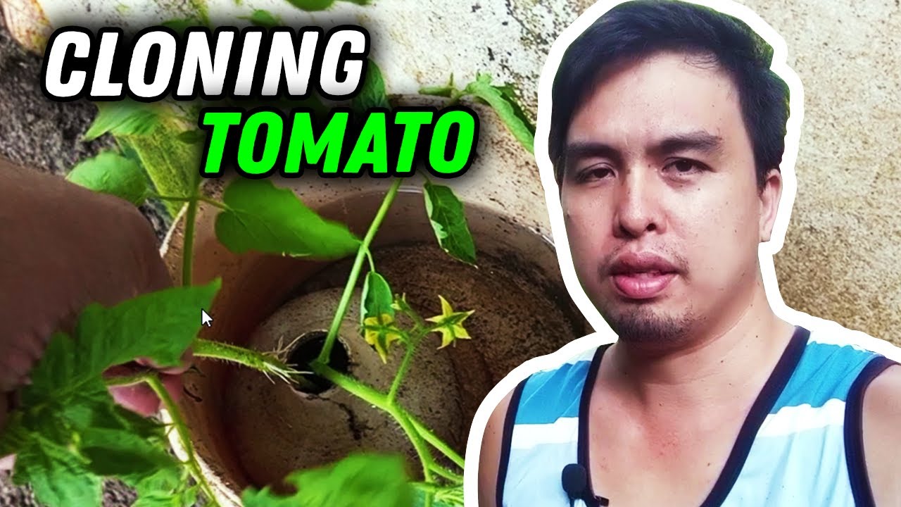 Nag Clone ako ng puno ng Kamatis - YouTube