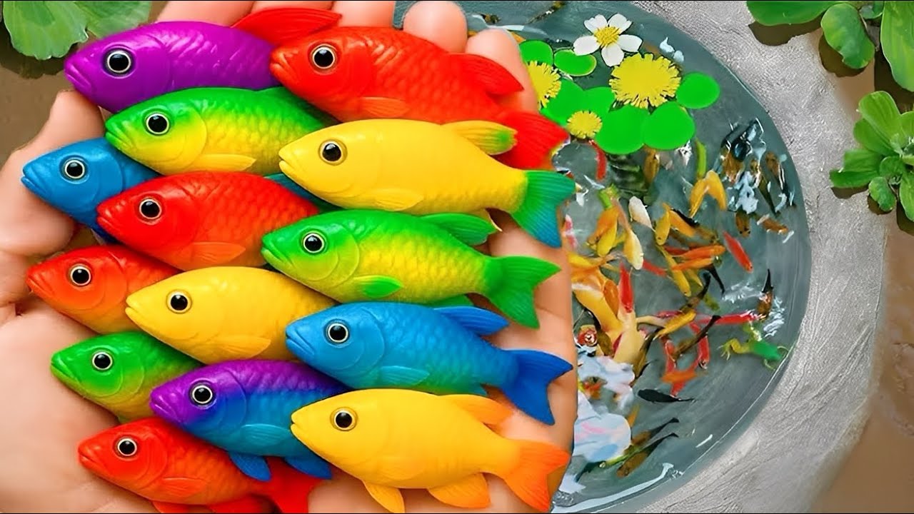 Awesome Catch Stunning Freshwater Aquarium Fish in Garden, Neon Tetra ...