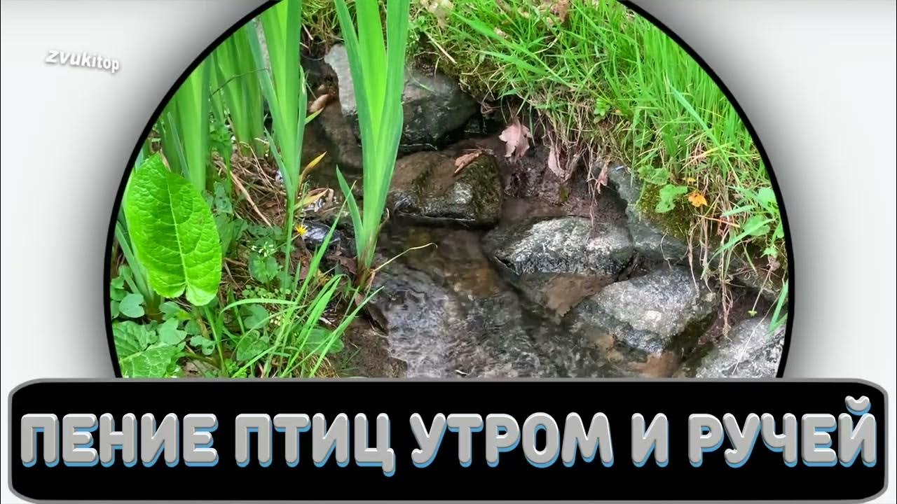 Шум ручья и звук пения птиц утром для фона слушать - YouTube
