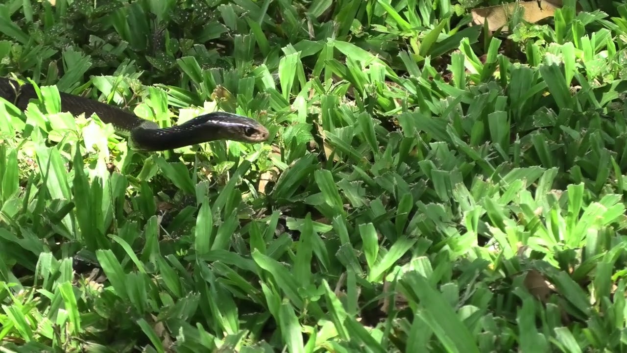 Coastal Taipan hunting - YouTube