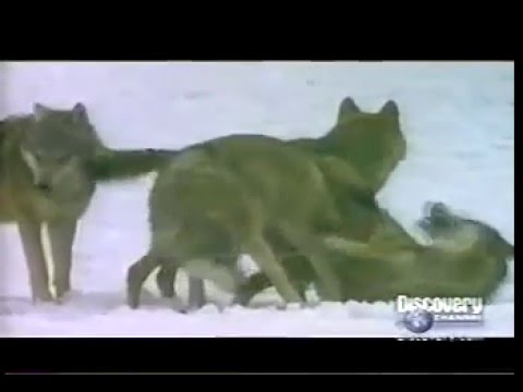 Wolves Mating | The Lock | Discovery Channel Documentary - YouTube