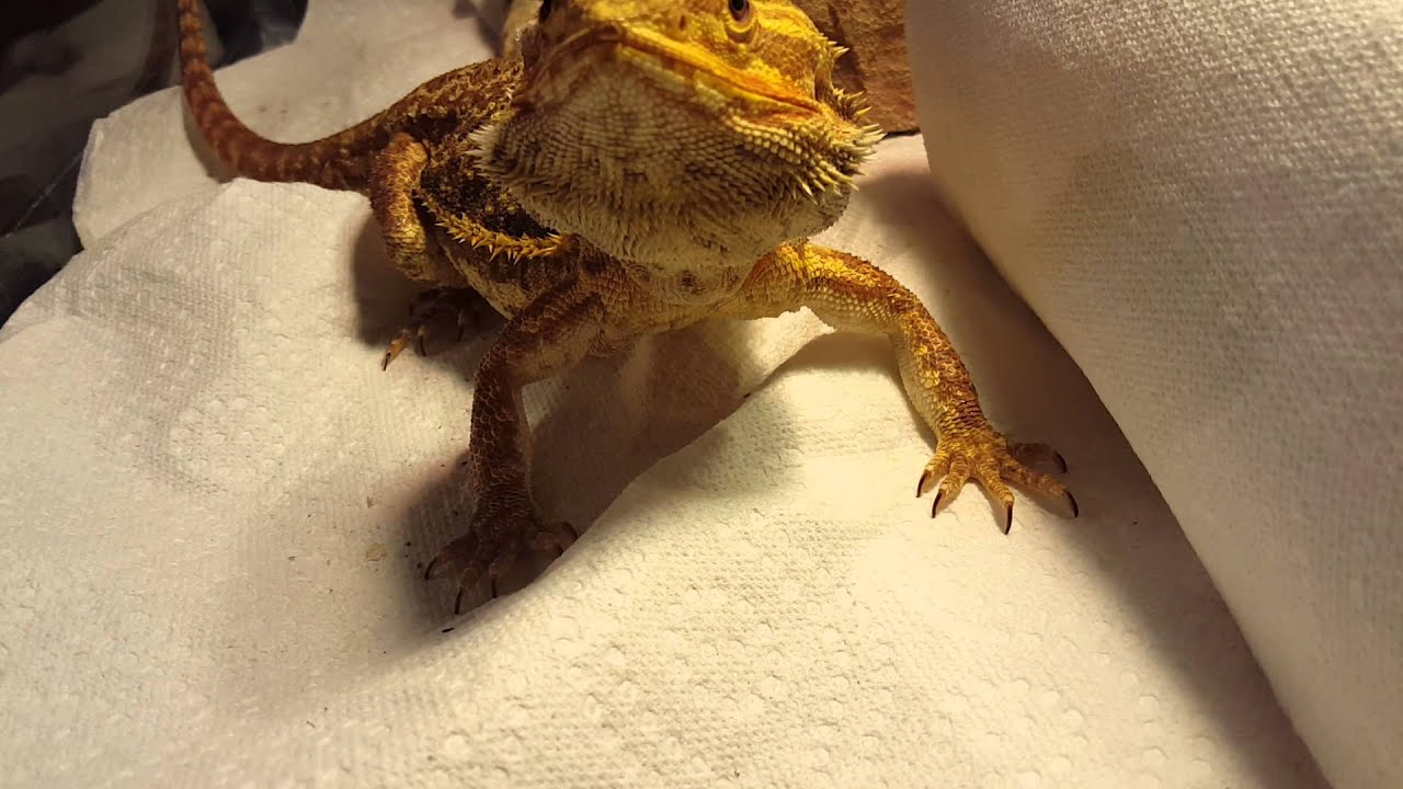 Bearded dragon eating a pinkie mouse (freeze/thaw) - YouTube