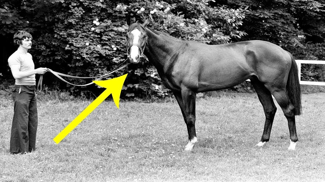 When Shergar The Racehorse Vanished 36 Years Ago, It Sparked A Mystery ...