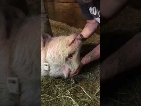 Screaming pig - YouTube