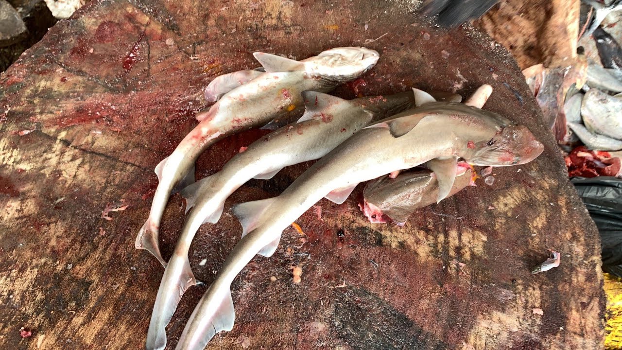 FRESH MILKY SHARK FISH CUTS🔪BEST CUTTING SKILL🔪KF FISH CUTS - YouTube