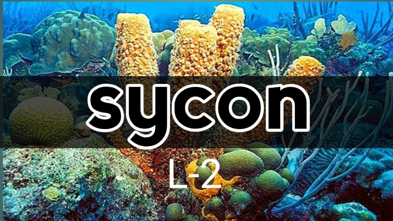 sycon। Body wall। canal system - YouTube
