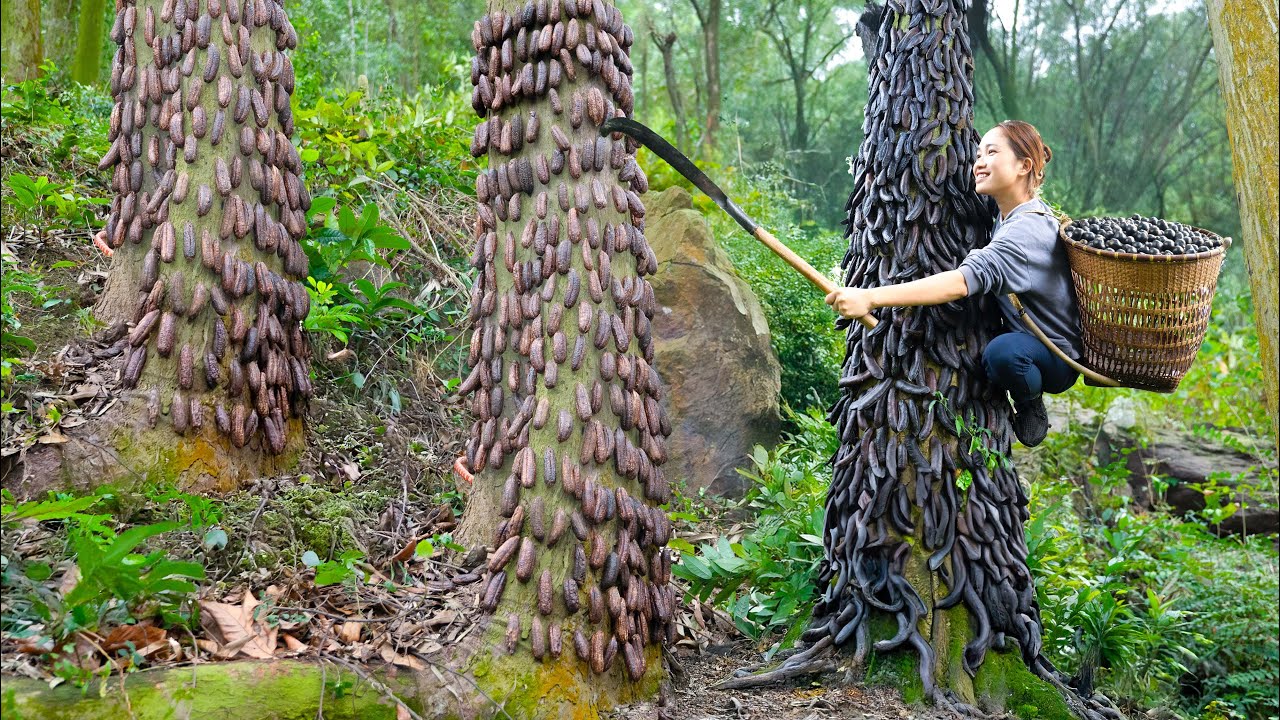 Harvesting Honey Locust fruit on big tree trunks go to market sell ...