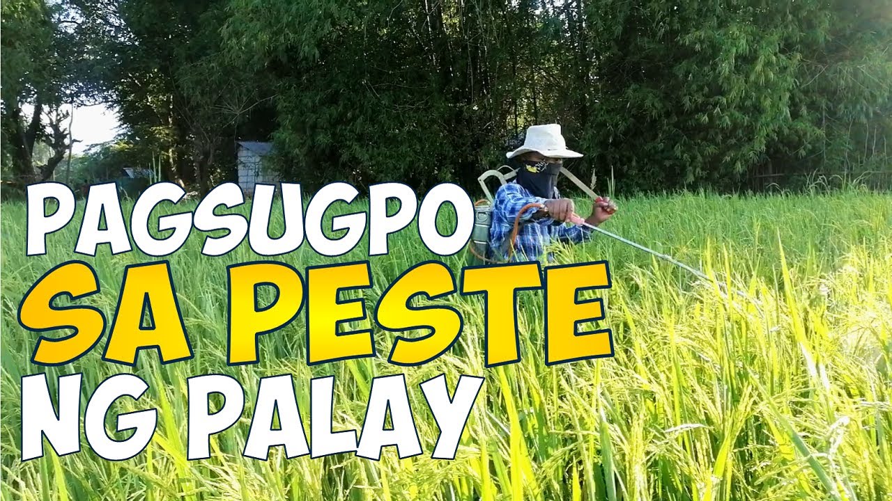 Pagsugpo sa mga Peste ng palay - YouTube