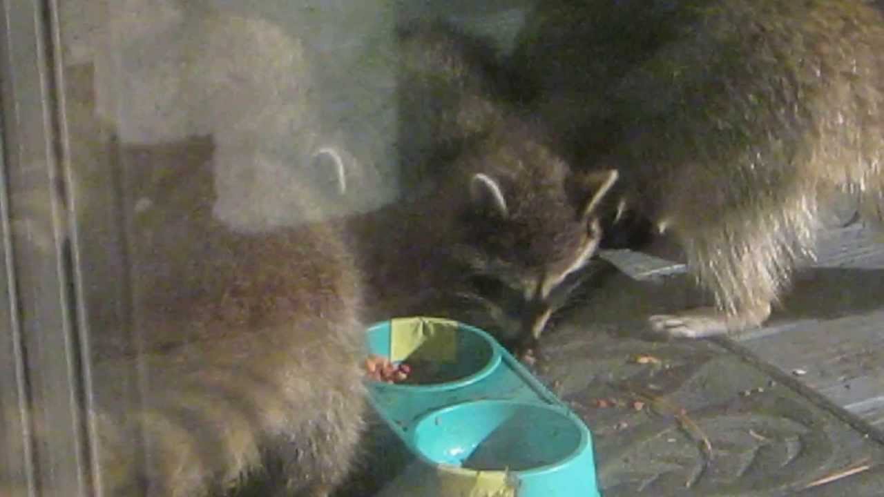 Mama raccoon and her 5 babies - YouTube