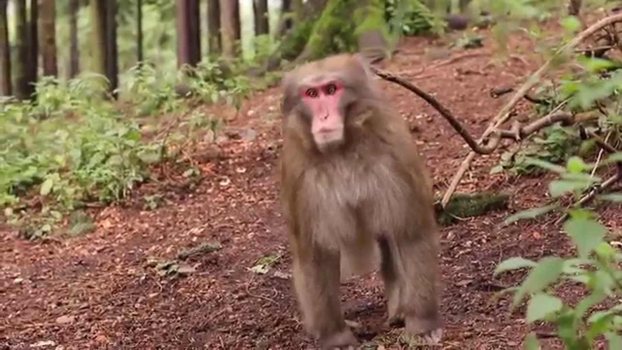 Macaque monkeys / Opice makaki - YouTube