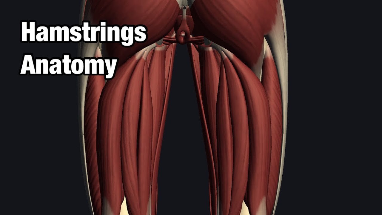 Anatomy and function of hamstrings - YouTube