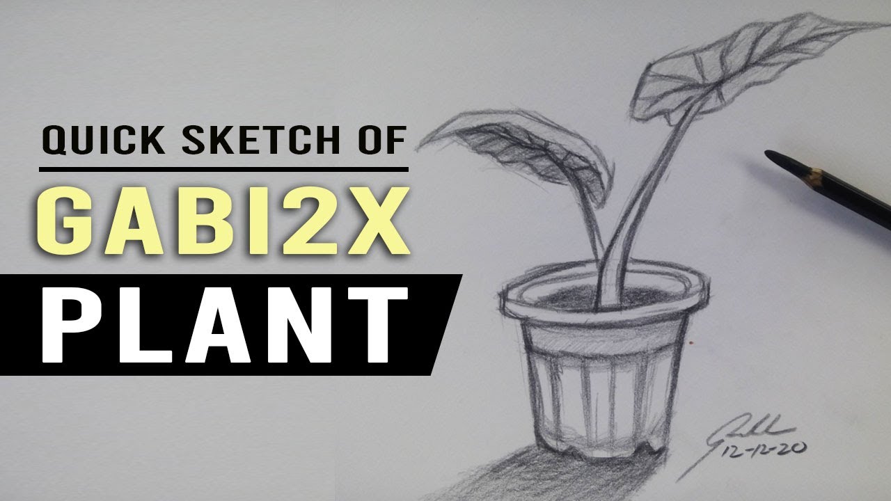 QUICK SKETCH OF "GABI GABI " PLANT - YouTube
