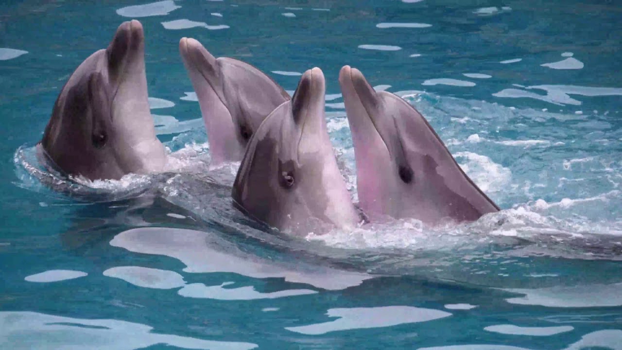 2:22 horas 🐬CANTO DE DELFINES + Música relajante y sanadora 🐬 Dolphins ...