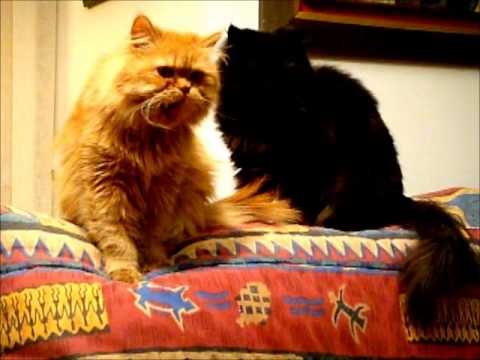 GATO ERUPTANDO - YouTube