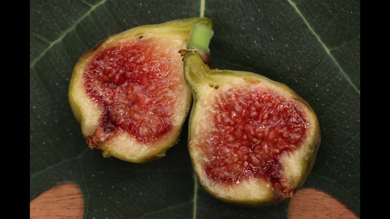 St. Rita Fig Breba In May 2023 - YouTube