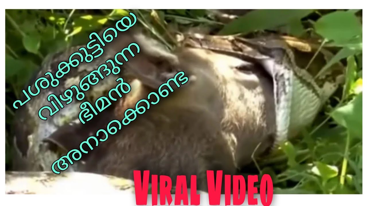 Giant Anaconda/Viral Video Of An Anaconda swallowing A Calf/Anaconda vs ...