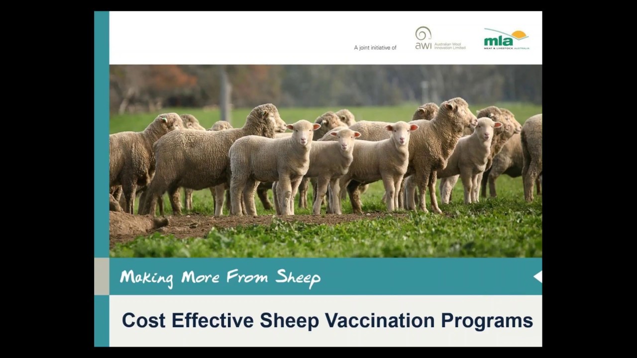 Making More from Sheep | Cost effective sheep vaccination programs ...