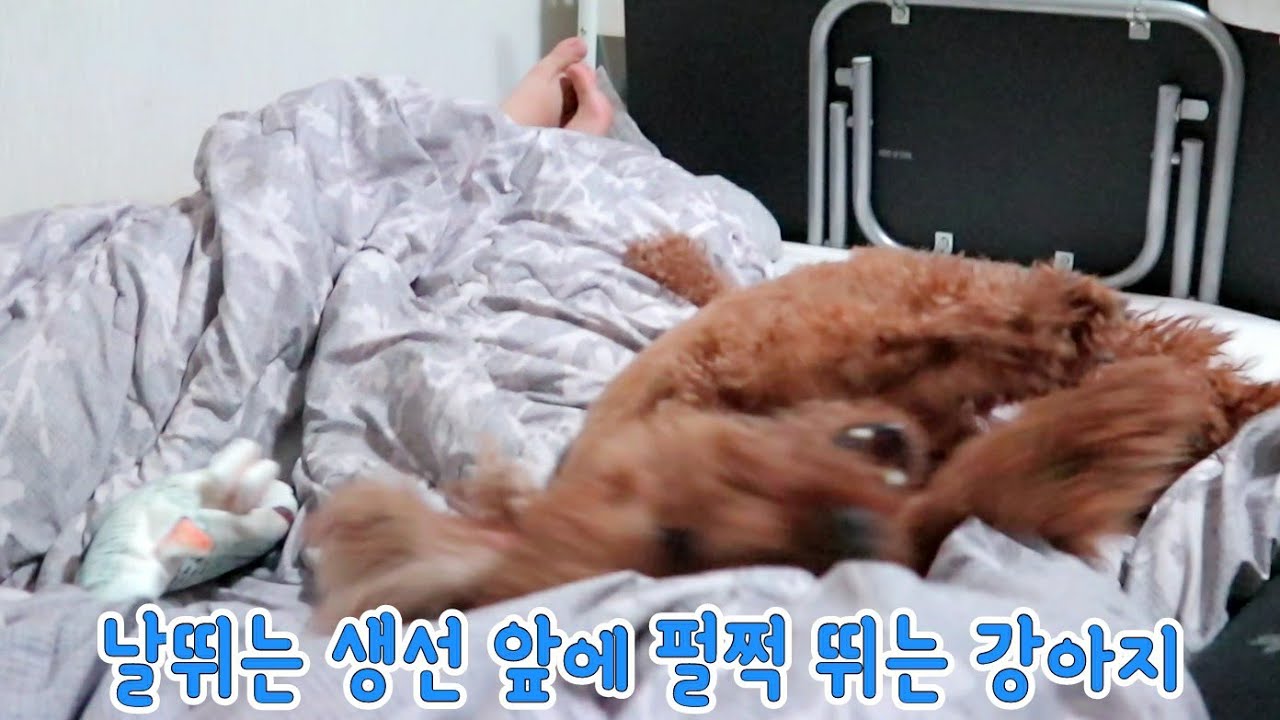 날뛰는 생선 앞에 펄쩍 뛰는 강아지 움직이는 생선 강아지 장난감 Youtube